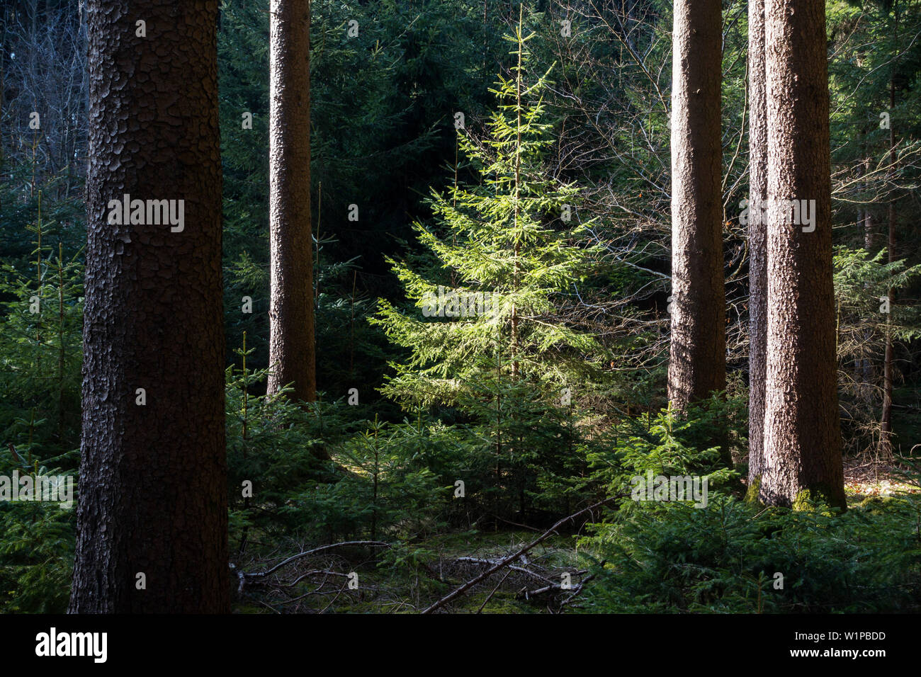 Old spruce picea abies tree -Fotos und -Bildmaterial in hoher Auflösung ...
