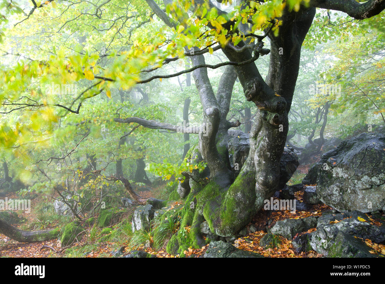 Bayerischer rhoen naturpark -Fotos und -Bildmaterial in hoher Auflösung ...