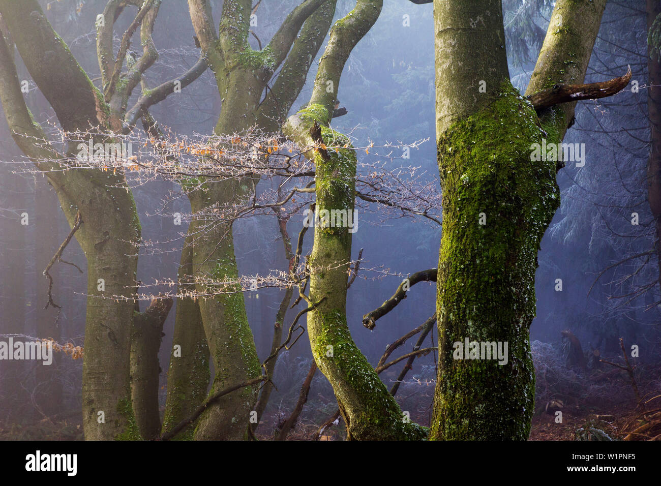 Bayerischer rhoen naturpark -Fotos und -Bildmaterial in hoher Auflösung ...