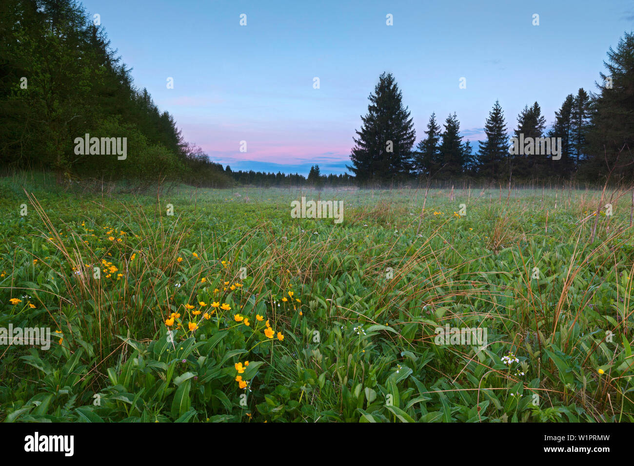 Verrottet moor naturschutzgebiet -Fotos und -Bildmaterial in hoher ...