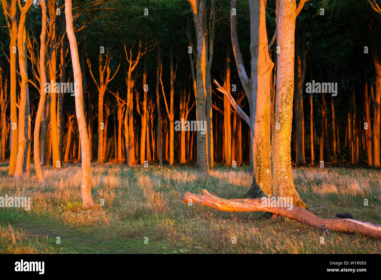 Buchenwald bei Sonnenuntergang, Fagus sylvatica, Nienhagen, Mecklenburg-Vorpommern, Deutschland ...