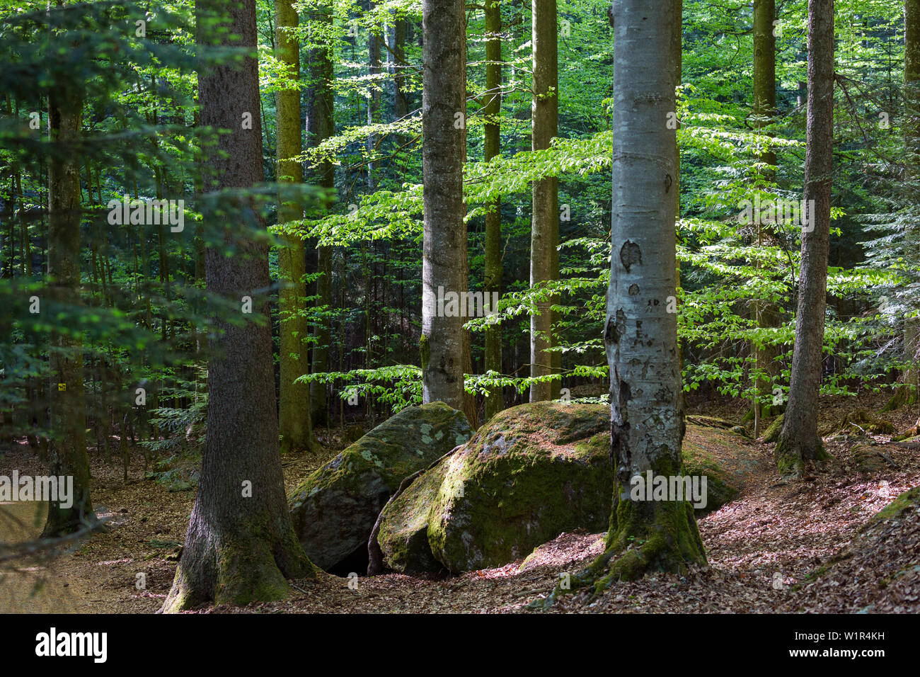Landschaften szenerie landschaften landschaften bayerischer wald bayern ...