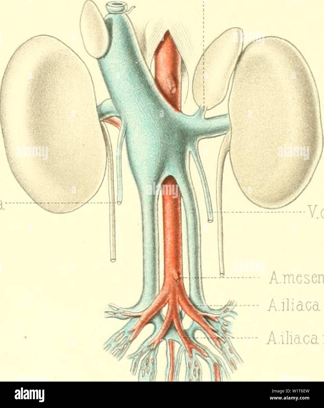 A iliaca externa -Fotos und -Bildmaterial in hoher Auflösung – Alamy