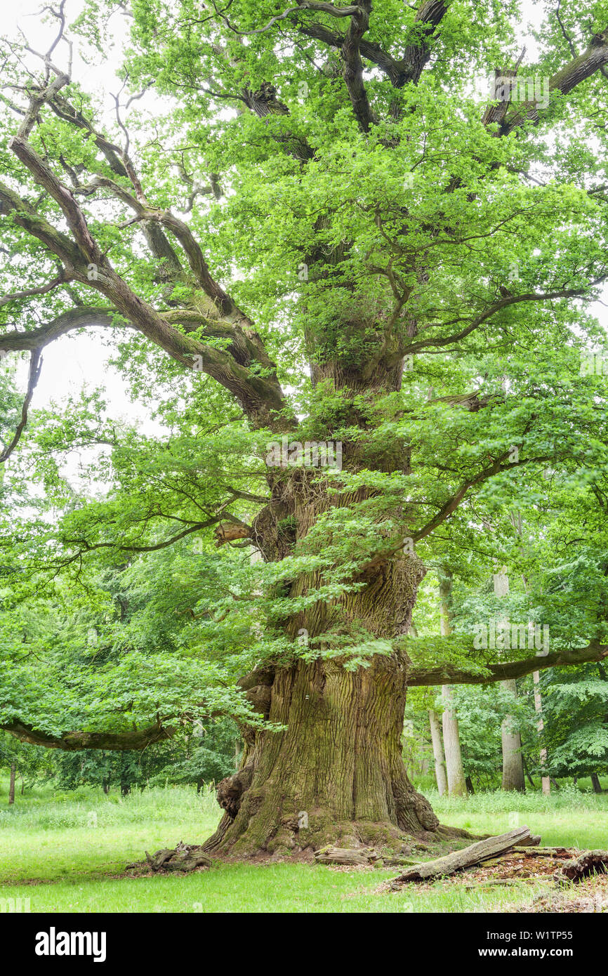 Alte eiche im sommer in deutschland im wald -Fotos und -Bildmaterial in ...