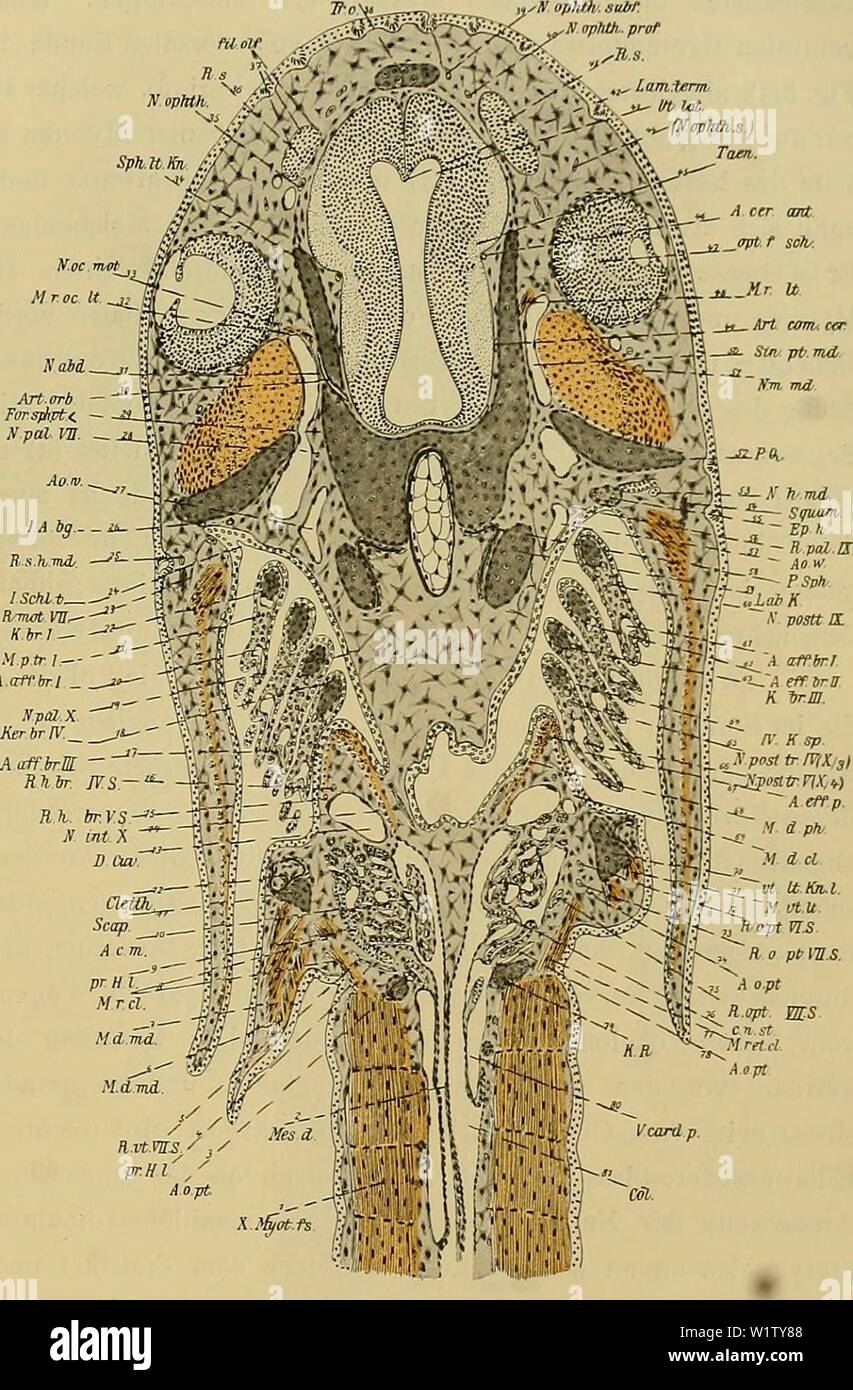 Vena facialis -Fotos und -Bildmaterial in hoher Auflösung – Alamy