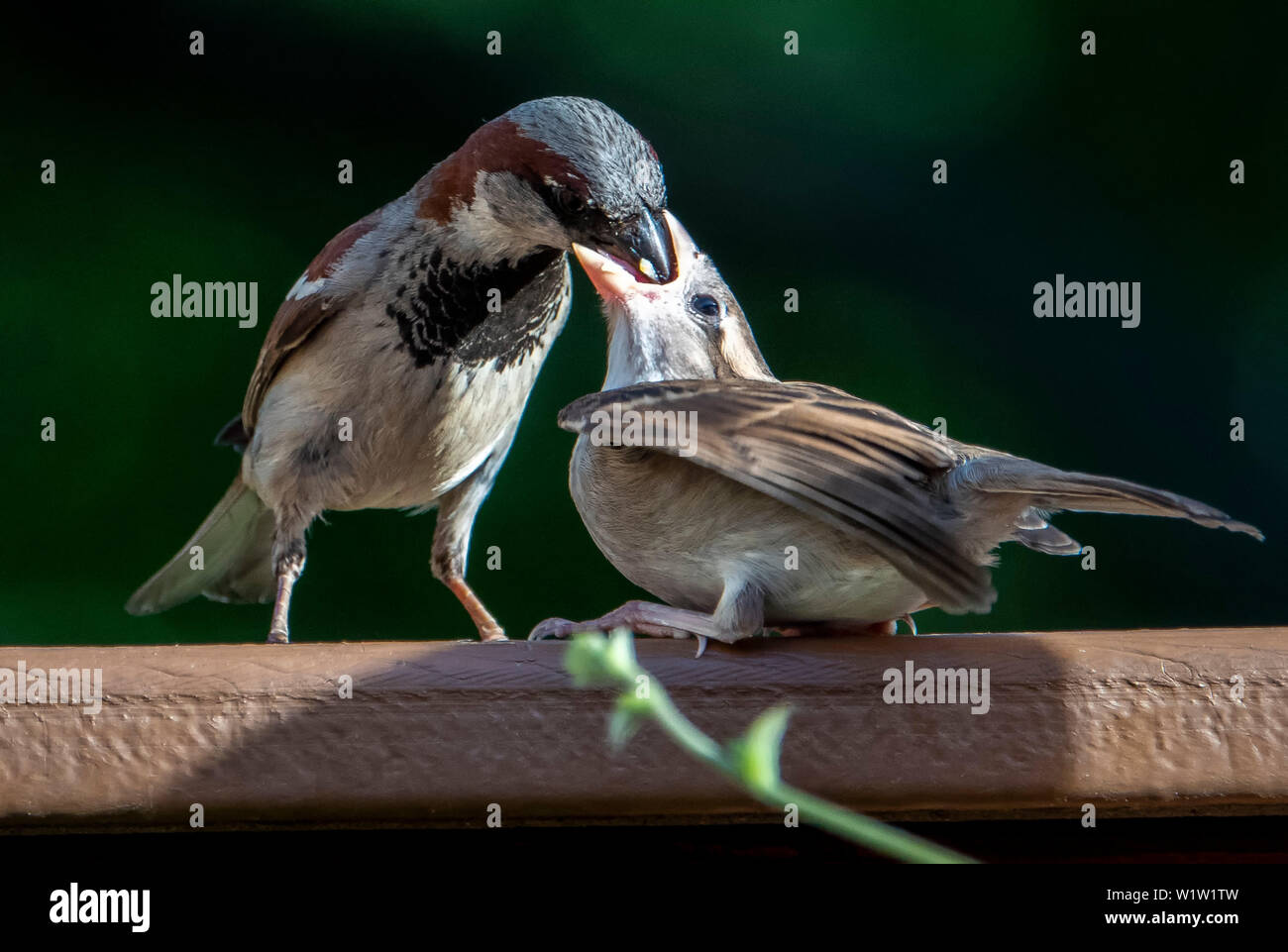 Mund hals -Fotos und -Bildmaterial in hoher Auflösung – Alamy