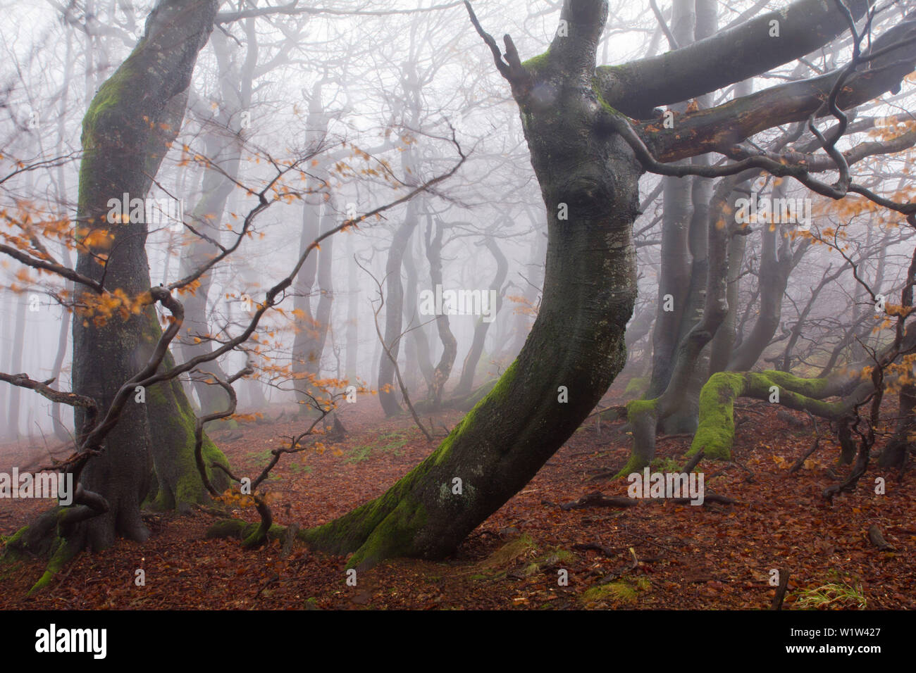 Bayerischer rhoen naturpark -Fotos und -Bildmaterial in hoher Auflösung ...