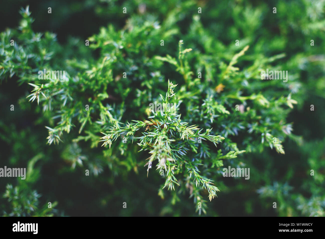 Thuja tree -Fotos und -Bildmaterial in hoher Auflösung – Alamy