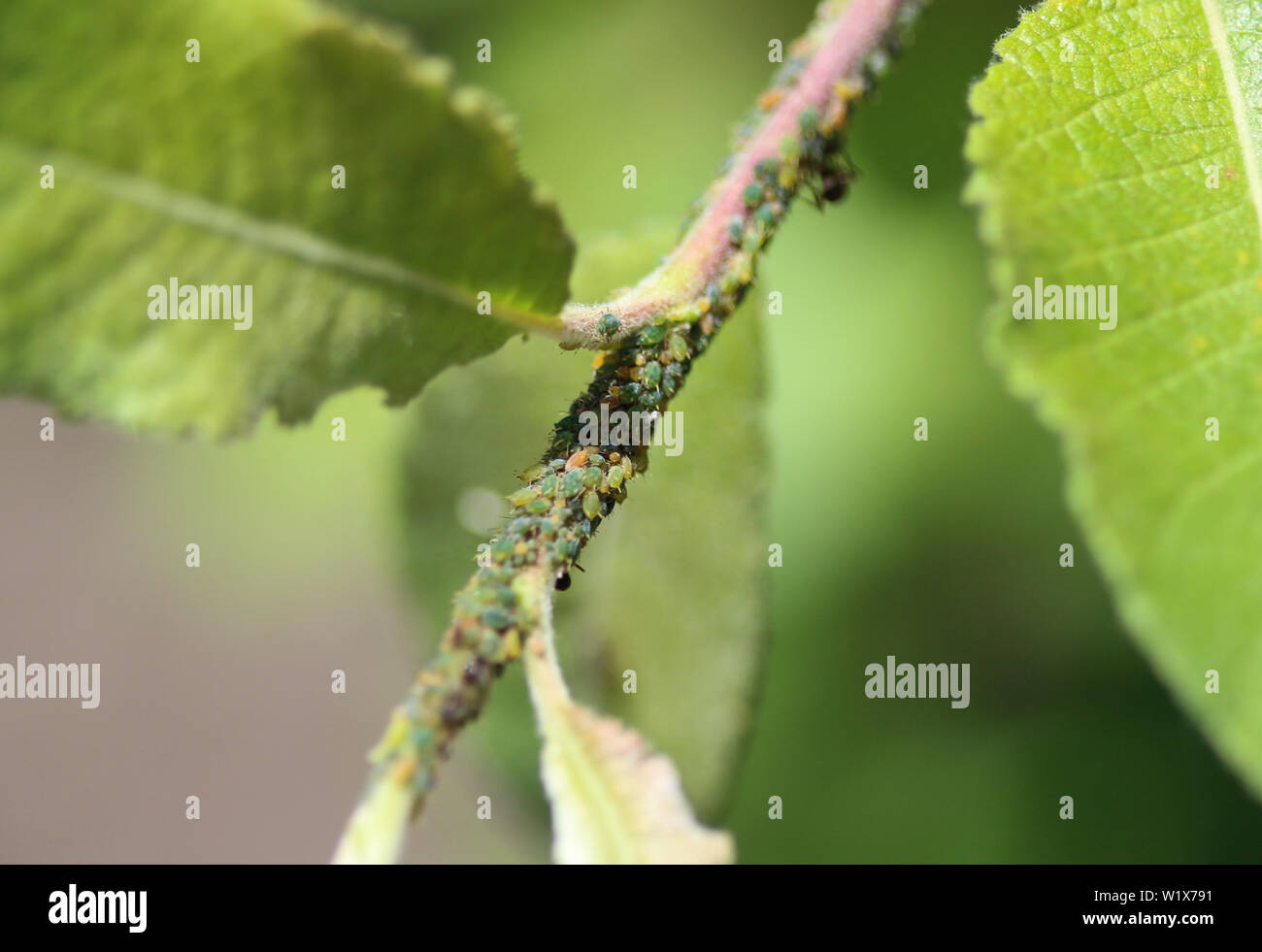 Lasius niger nest -Fotos und -Bildmaterial in hoher Auflösung – Alamy