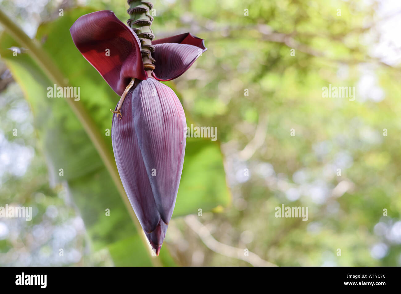 Banane Blume Blüte auf Bananenstaude bezieht sich auf die großen ...