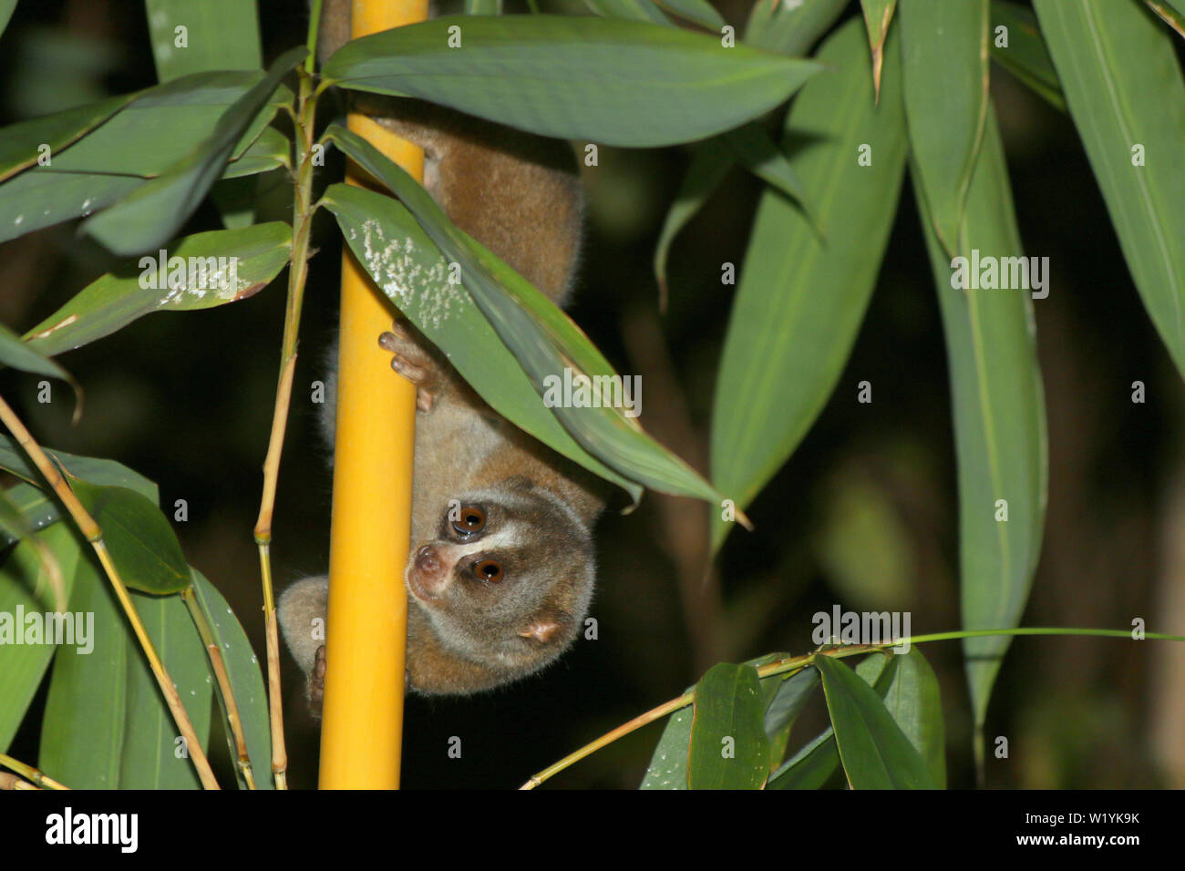 Plumploris lebensraum -Fotos und -Bildmaterial in hoher Auflösung – Alamy