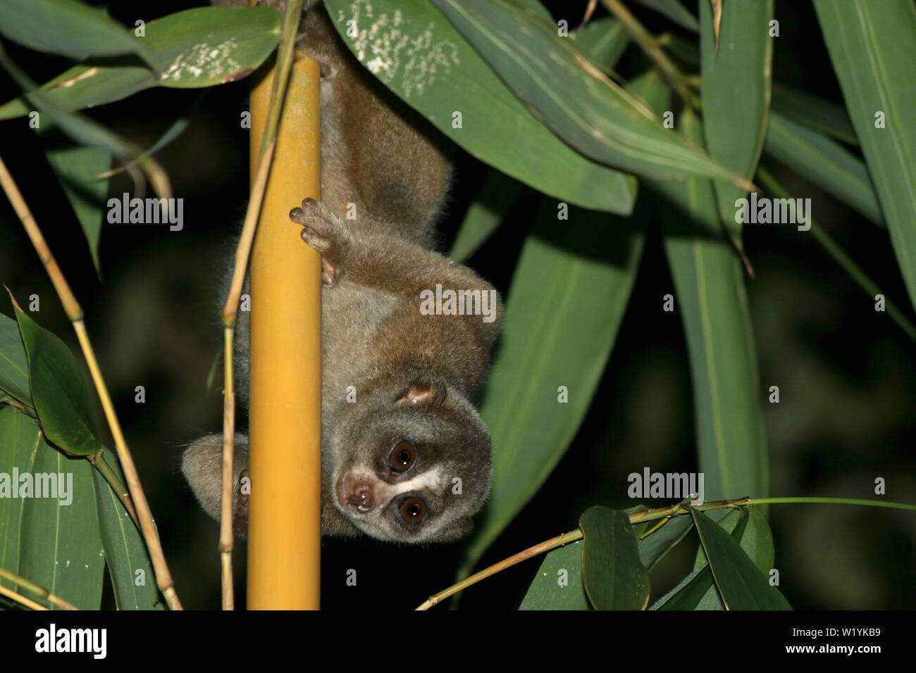 Langsame loris -Fotos und -Bildmaterial in hoher Auflösung – Alamy