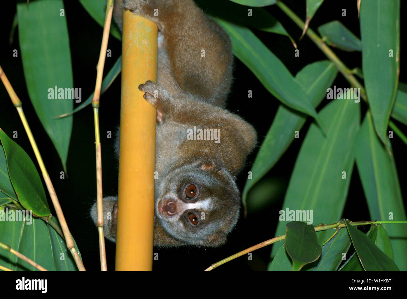 Plumploris lebensraum -Fotos und -Bildmaterial in hoher Auflösung – Alamy