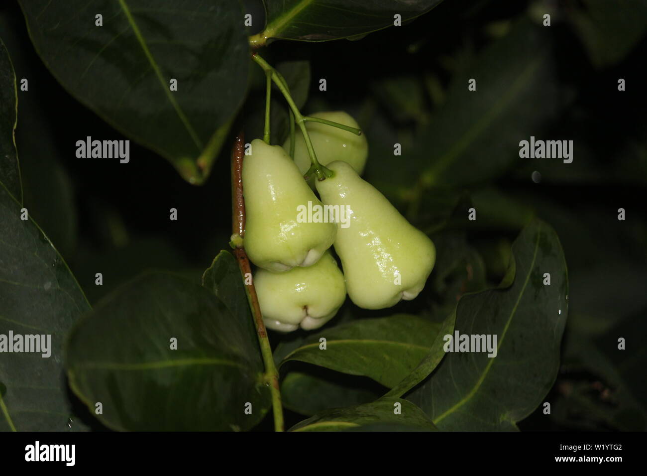 Java apfelbaum -Fotos und -Bildmaterial in hoher Auflösung – Alamy