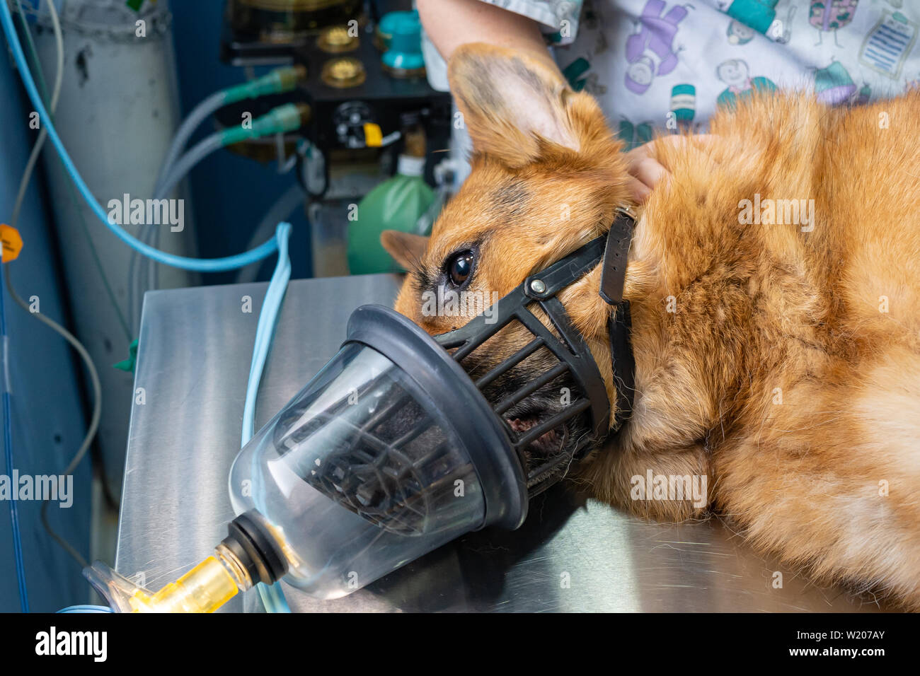 Intubation Hund Stockfotos und -bilder Kaufen - Alamy