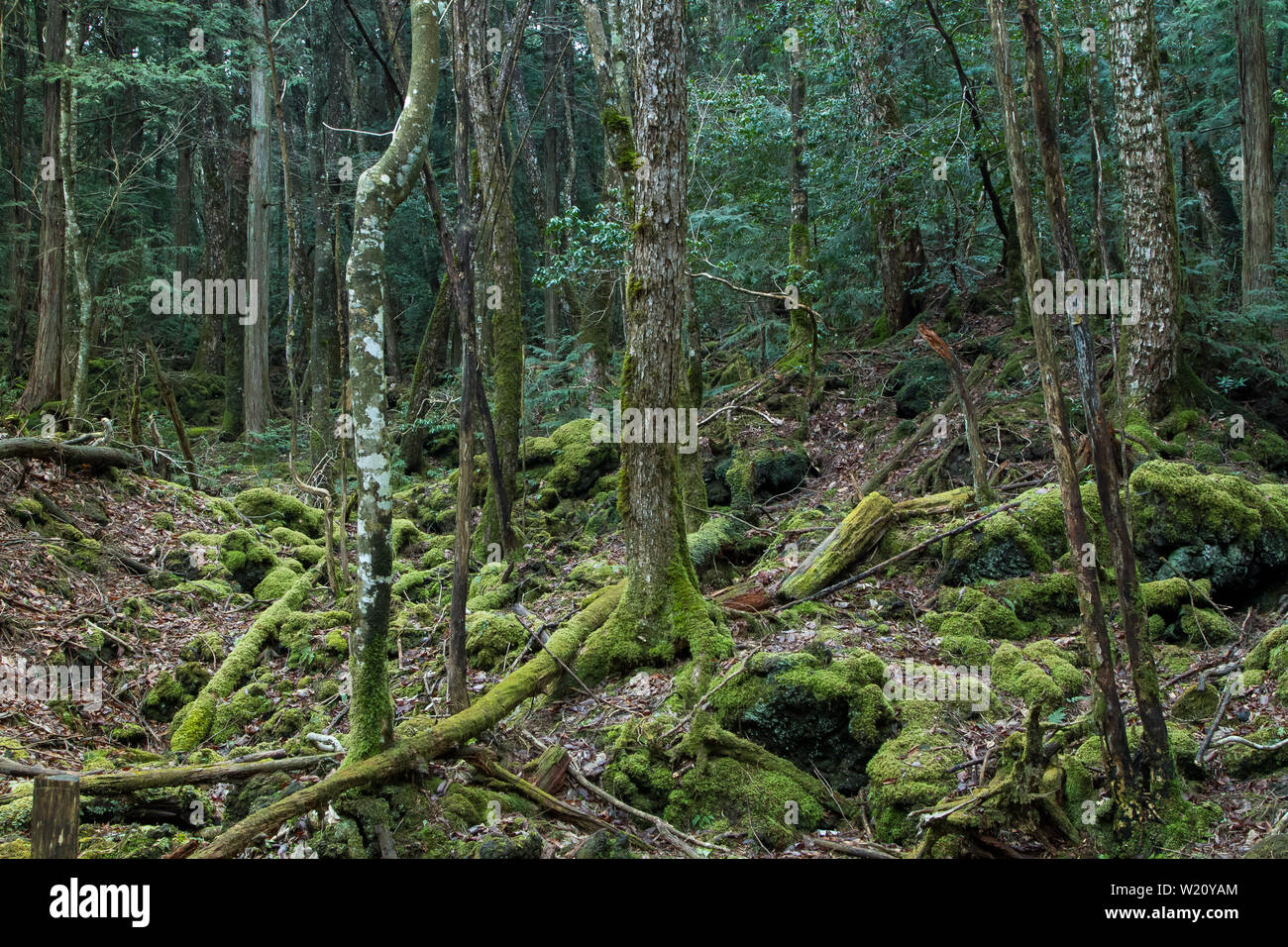 Aokigahara Wald, wie der Selbstmord Wald bekannt, in der Nähe der Berg ...