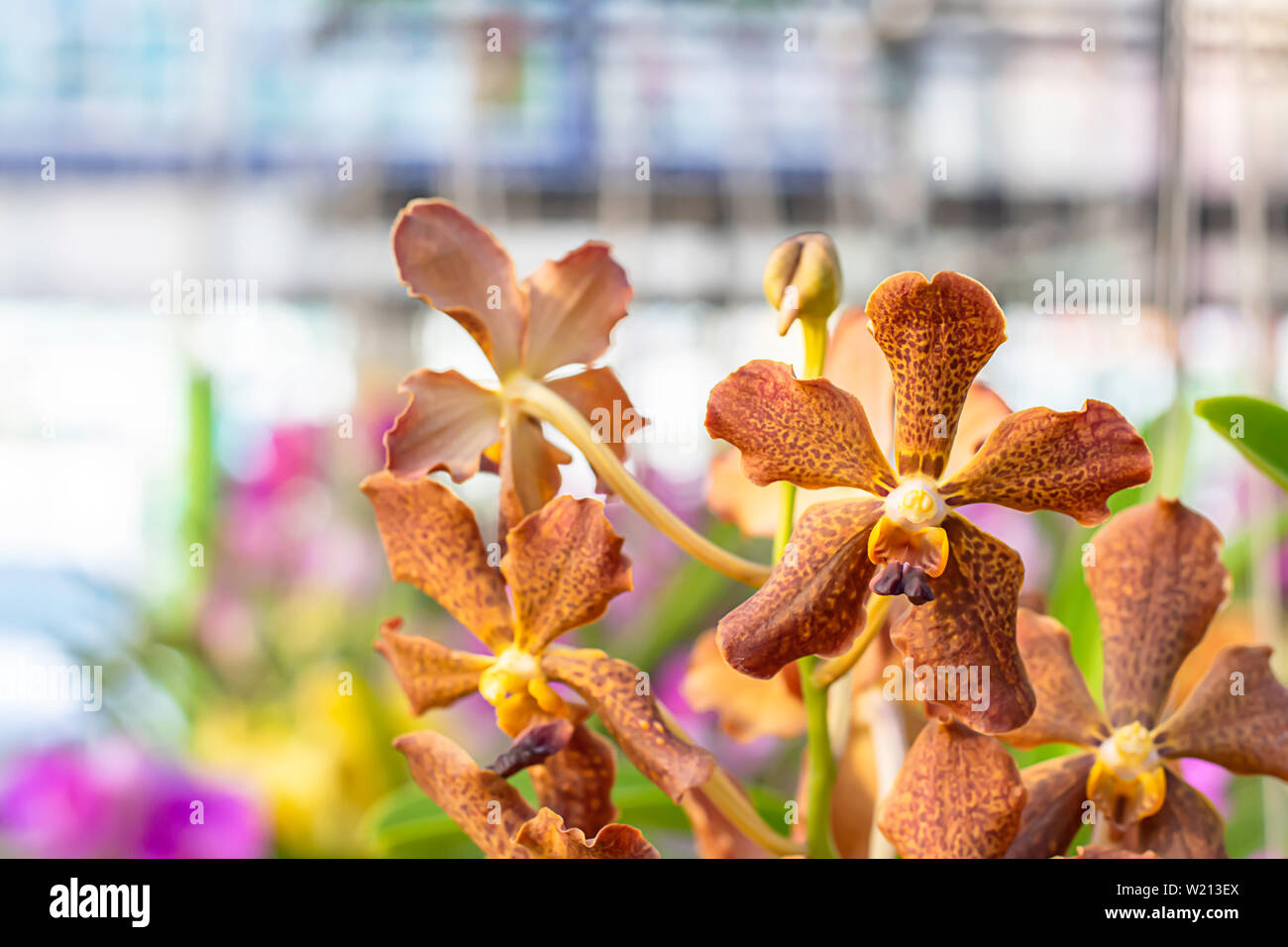 Braune Blatter Orchidee
