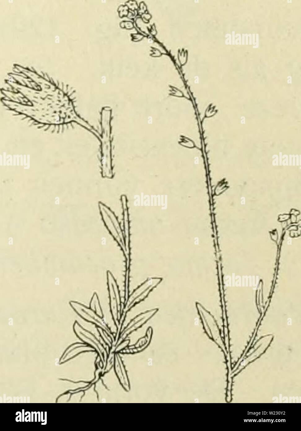 Archiv Bild ab Seite 122 von De flora van Nederland (1909-11). De flora ...