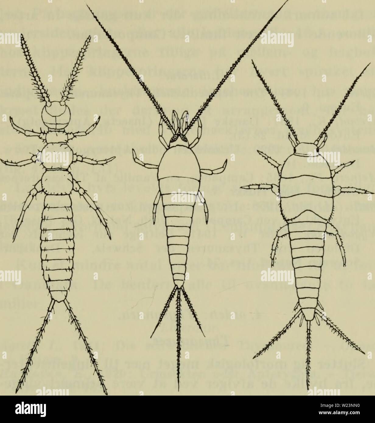 Thysanura thysanura sp -Fotos und -Bildmaterial in hoher Auflösung – Alamy