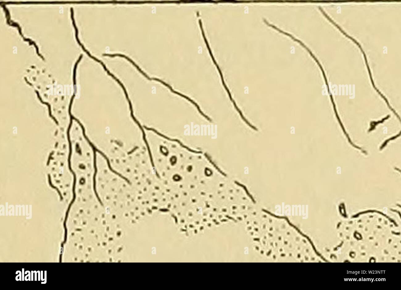 Zotten Aus Stockfotos und -bilder Kaufen - Alamy