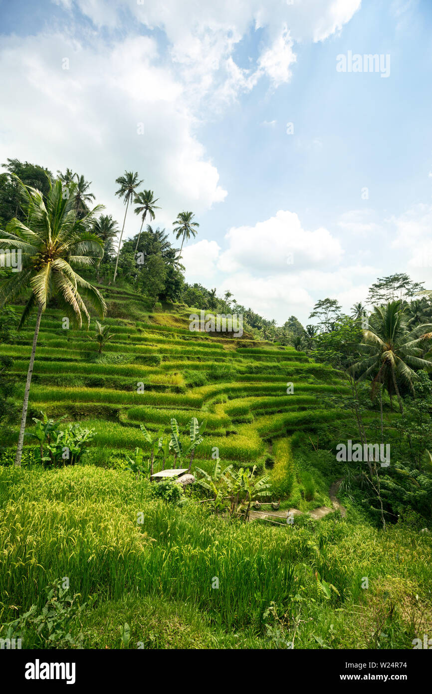 Reisfelder auf terrassiertem thailand -Fotos und -Bildmaterial in hoher ...