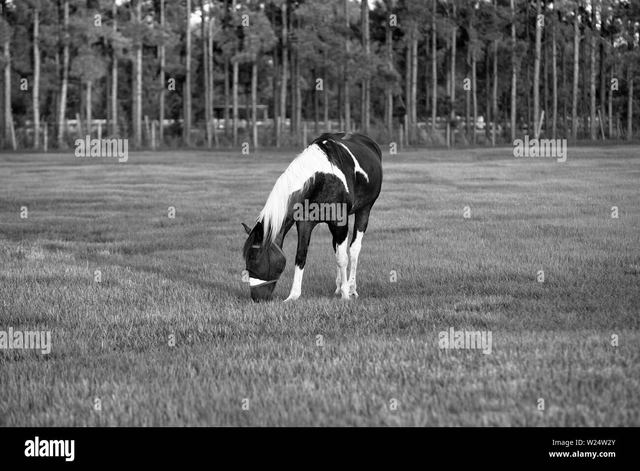Pinto Pferd Stockfotos und -bilder Kaufen - Alamy