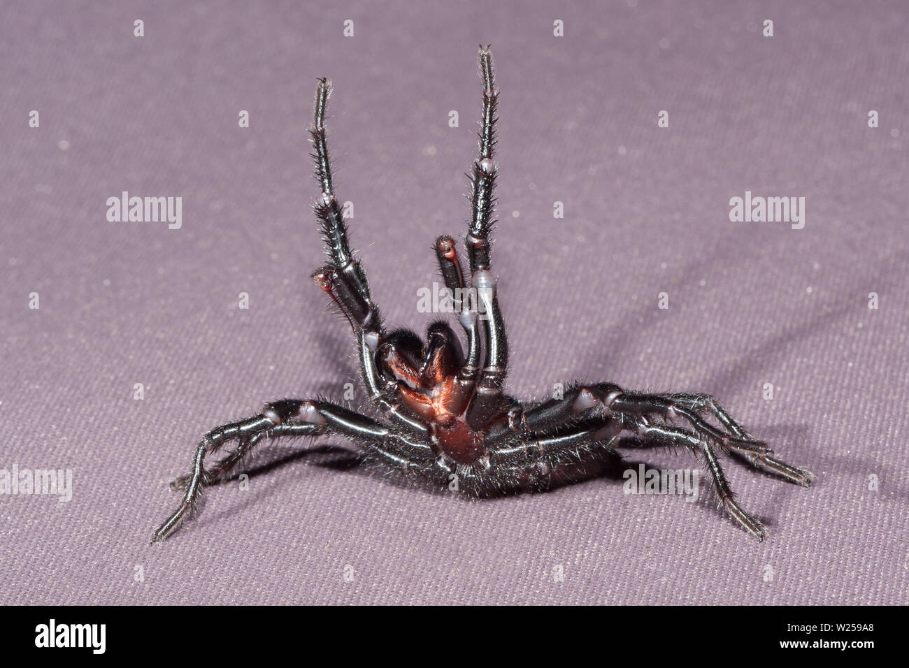 Sydney trichternetzspinne -Fotos und -Bildmaterial in hoher Auflösung ...