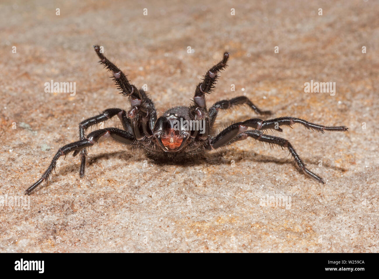 Sydney trichternetzspinne -Fotos und -Bildmaterial in hoher Auflösung ...