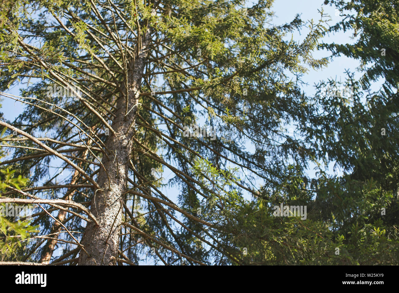Fichte Baumrinde Stockfotos und -bilder Kaufen - Alamy