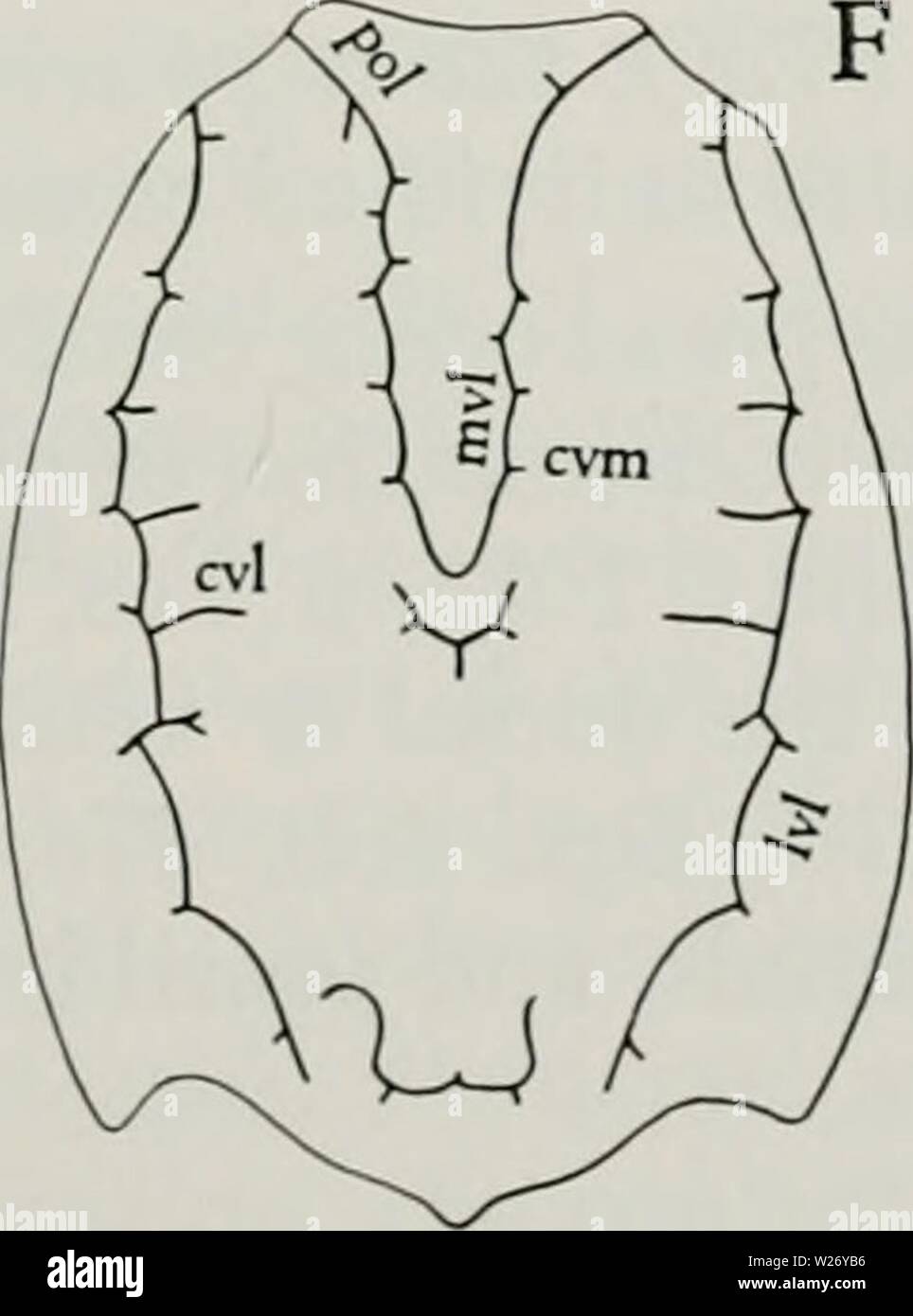 Archiv Bild von Seite 26 Der Cyathaspididae; eine Familie von. Die ...