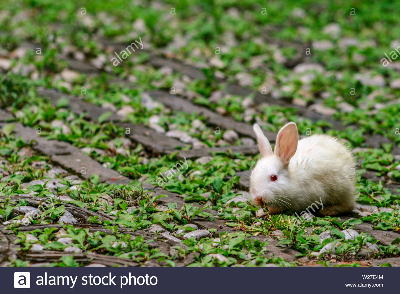 Albino Hase Stockfotos & Albino Hase Bilder - Alamy
