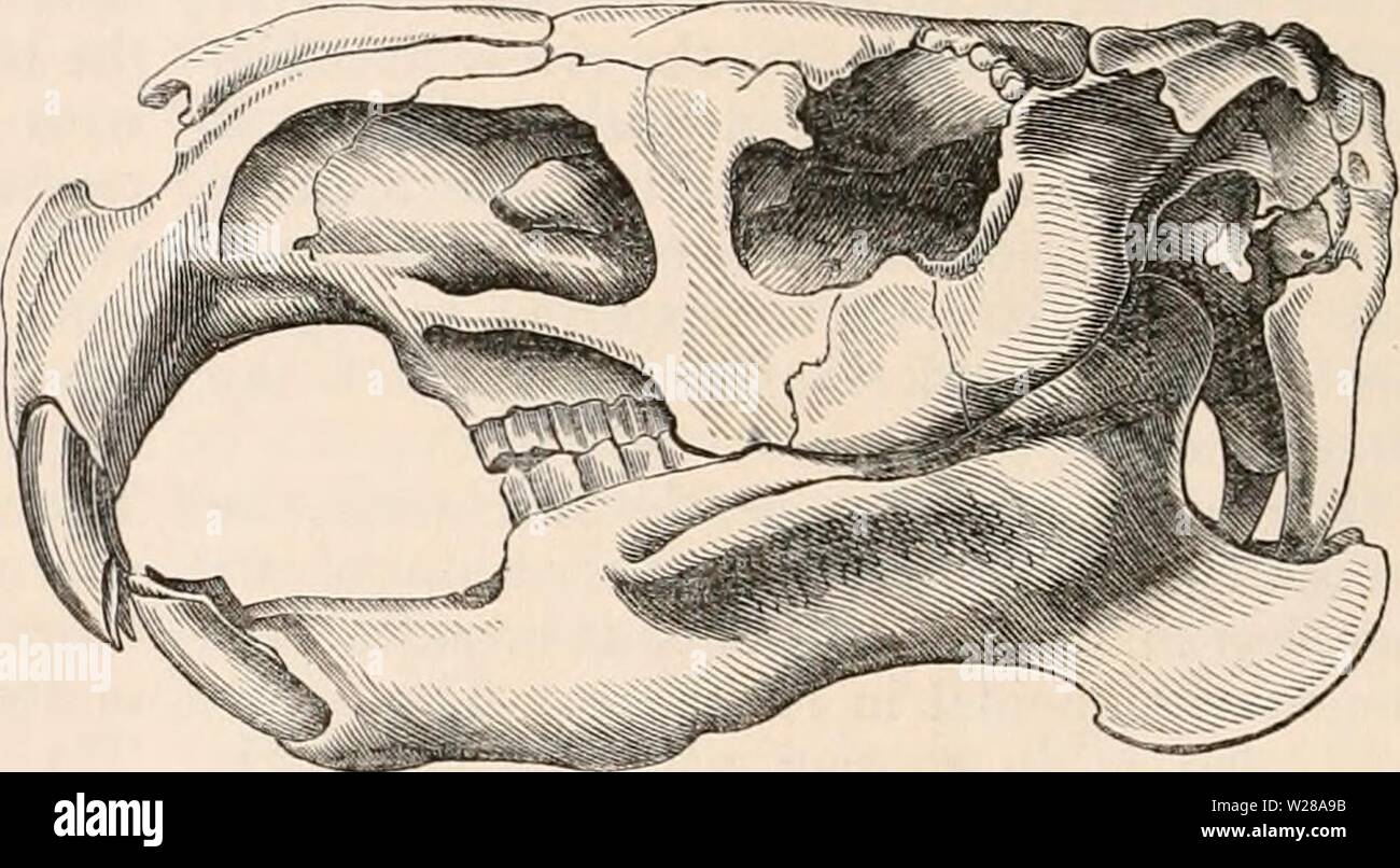 Palatino anatomia -Fotos und -Bildmaterial in hoher Auflösung – Alamy