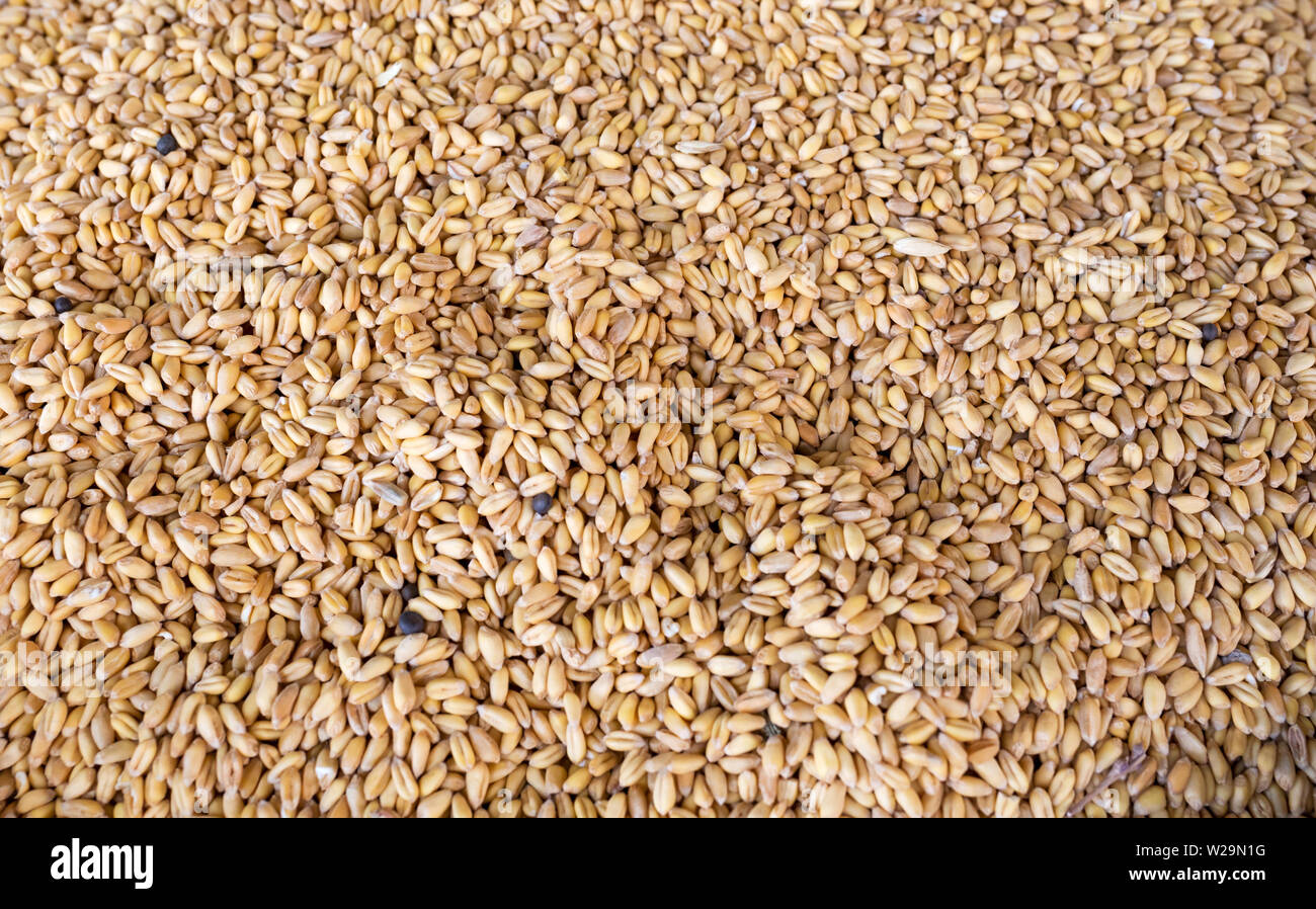 Hartweizen geschält Weizen (Bugday (Karakilcik; es ist eine spezielle ...