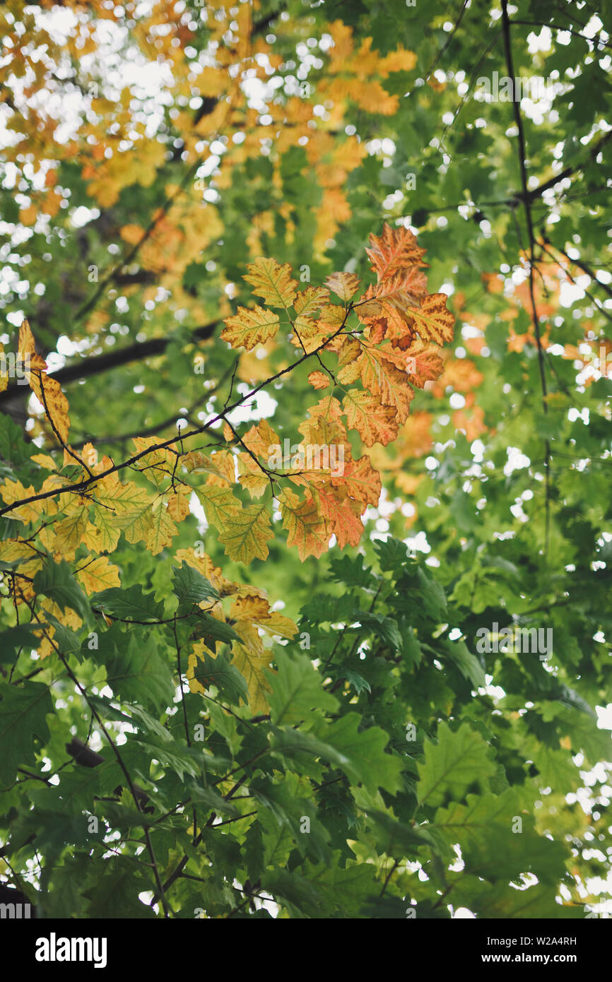 Laub Eiche Stockfotos und -bilder Kaufen - Seite 2 - Alamy