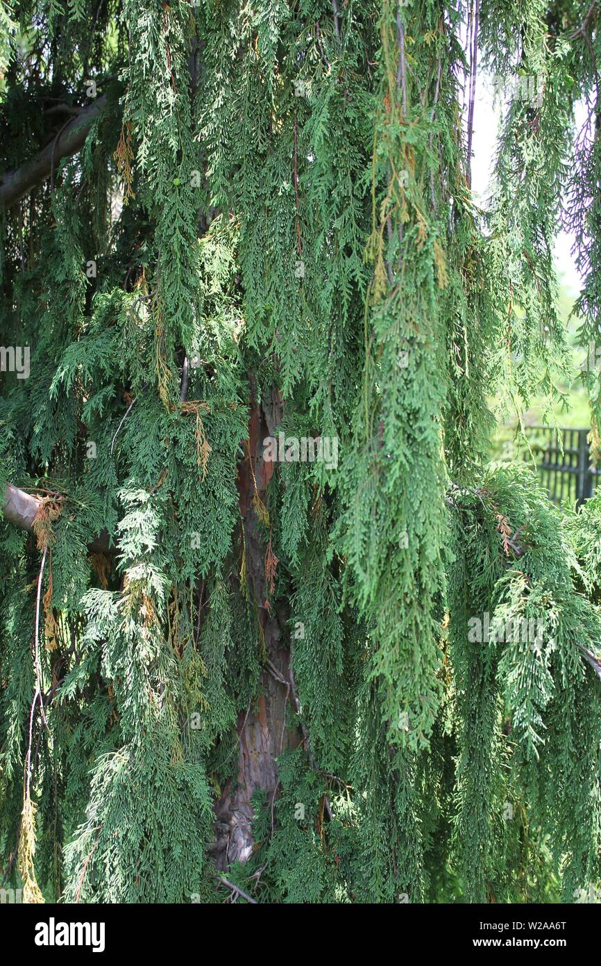 Alaska Zeder Stockfotos und -bilder Kaufen - Alamy