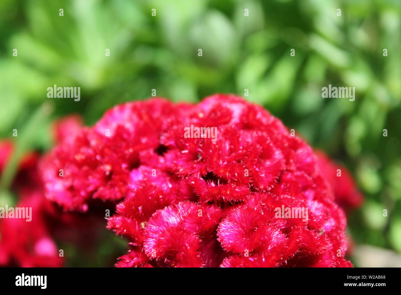 Celosia Cristata Stockfotos und -bilder Kaufen - Alamy