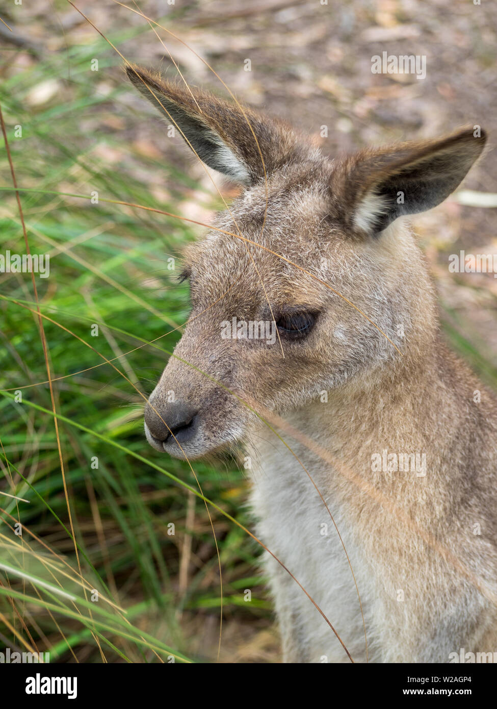 Kangaroo head -Fotos und -Bildmaterial in hoher Auflösung – Alamy