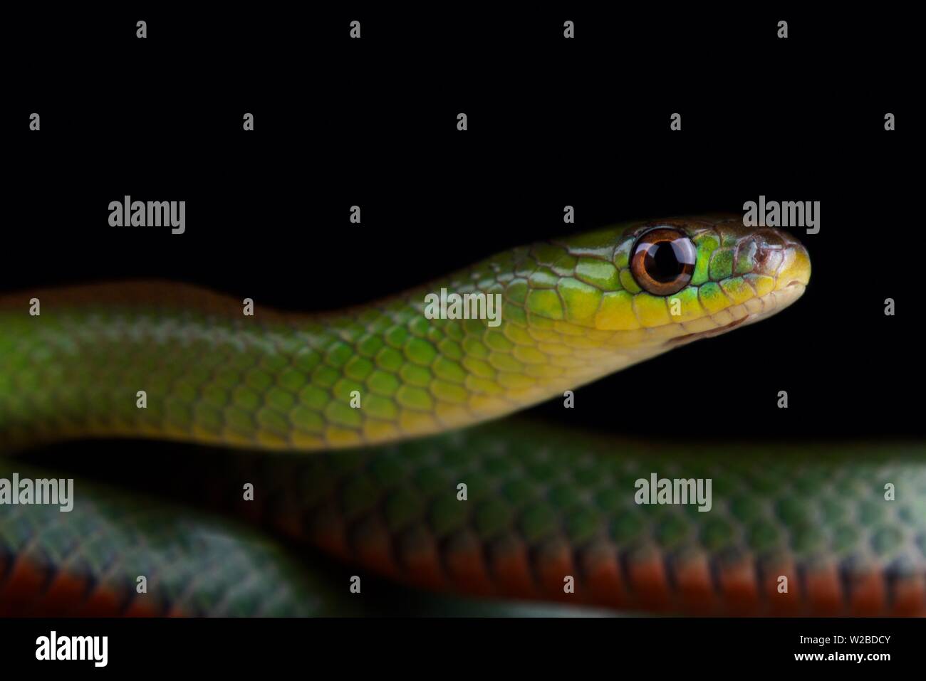 Red bellied snake -Fotos und -Bildmaterial in hoher Auflösung – Alamy