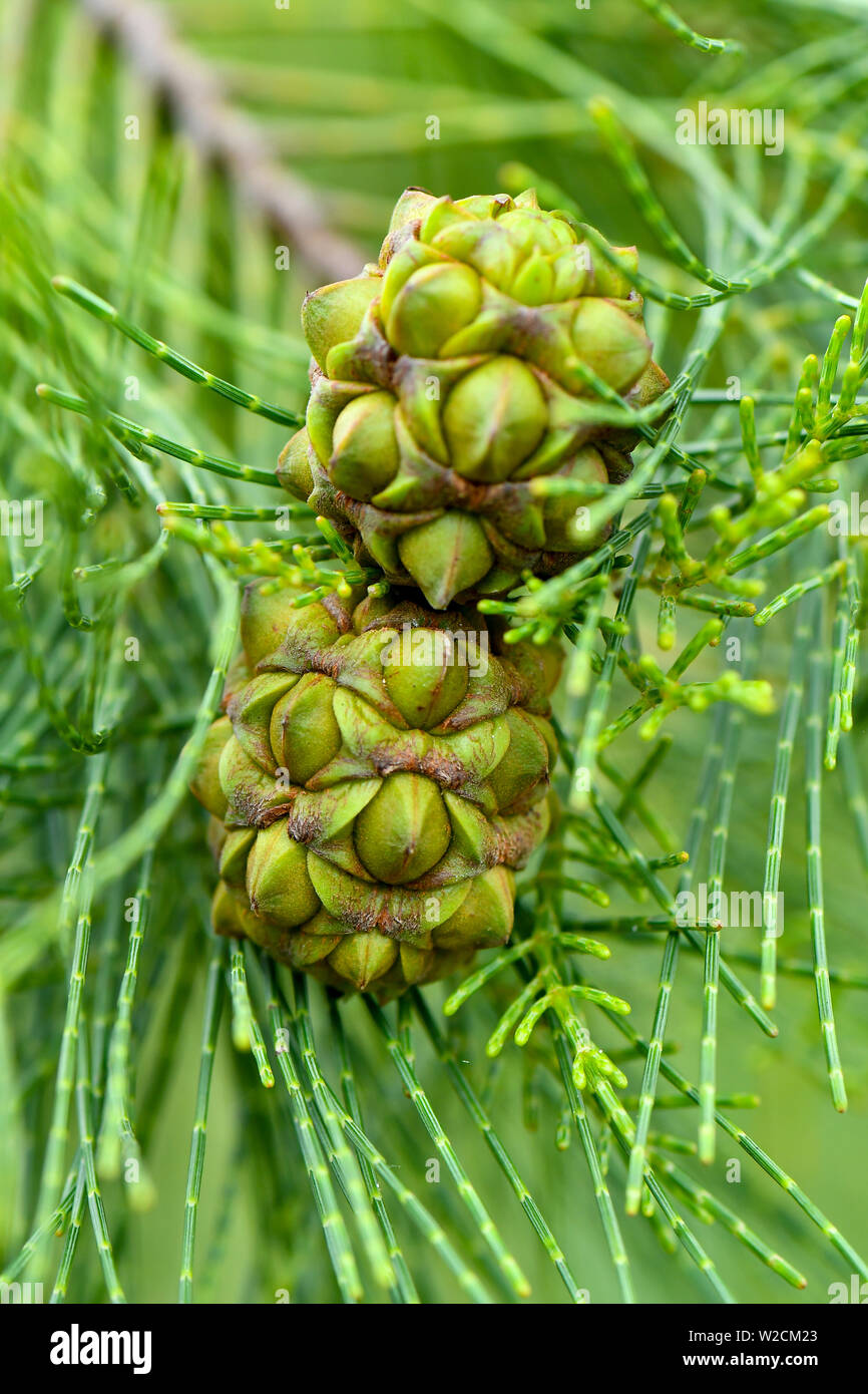 Casuarina pine tree -Fotos und -Bildmaterial in hoher Auflösung – Alamy