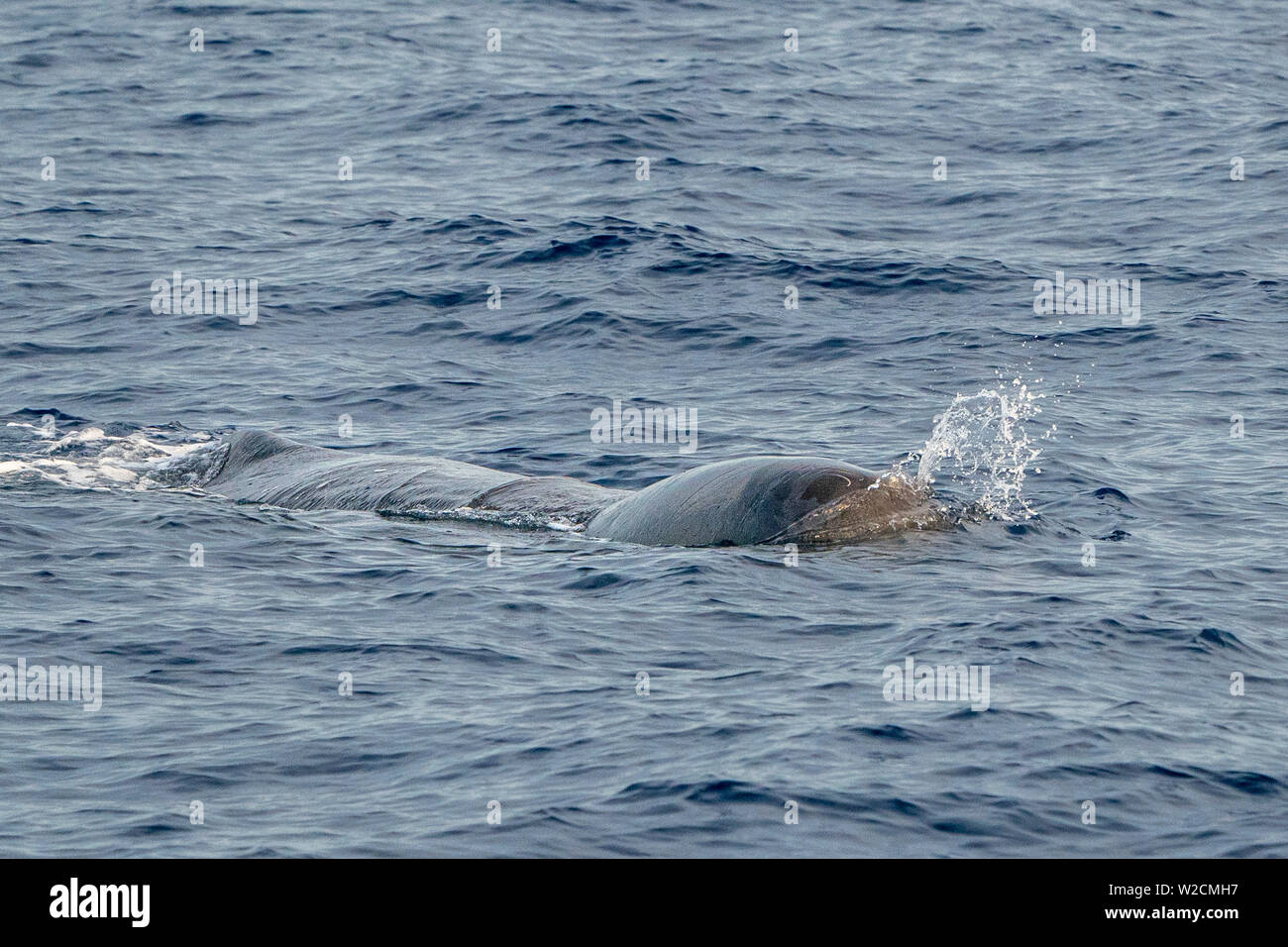 Pottwal kopf -Fotos und -Bildmaterial in hoher Auflösung – Alamy