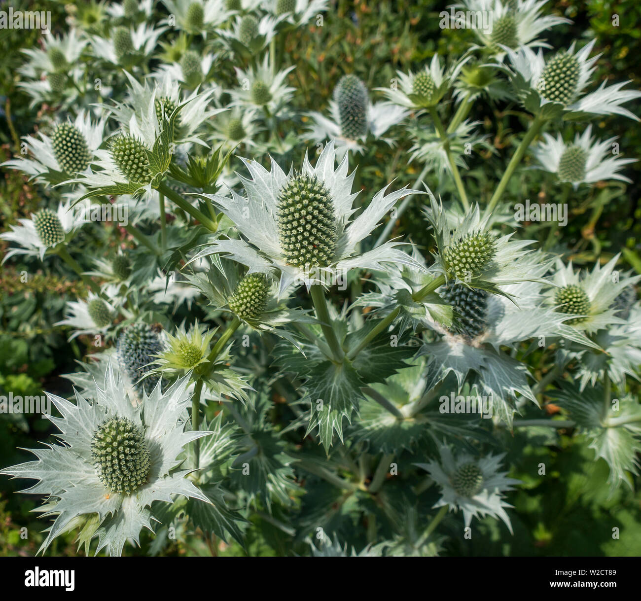 Distel bilder -Fotos und -Bildmaterial in hoher Auflösung – Alamy
