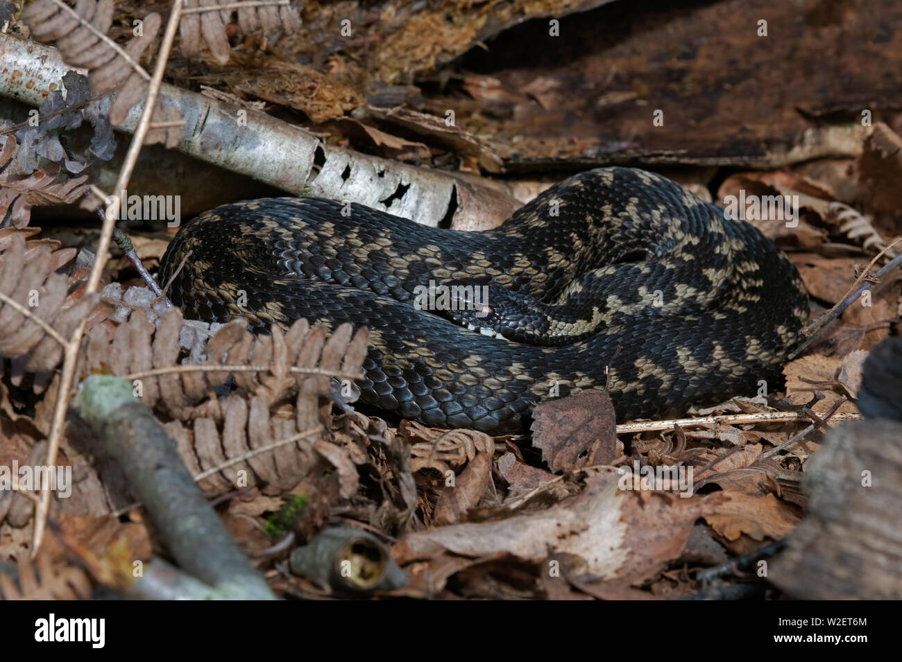 Schlange adder viper reptil tier Stockfotos und -bilder Kaufen - Alamy