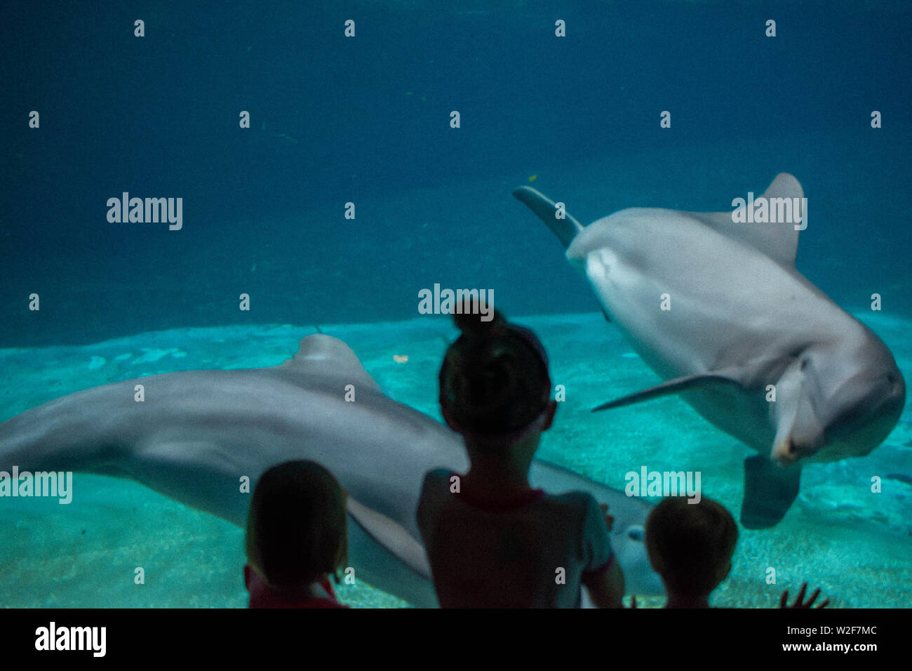 Süße Delfine Stockfotos und -bilder Kaufen - Alamy