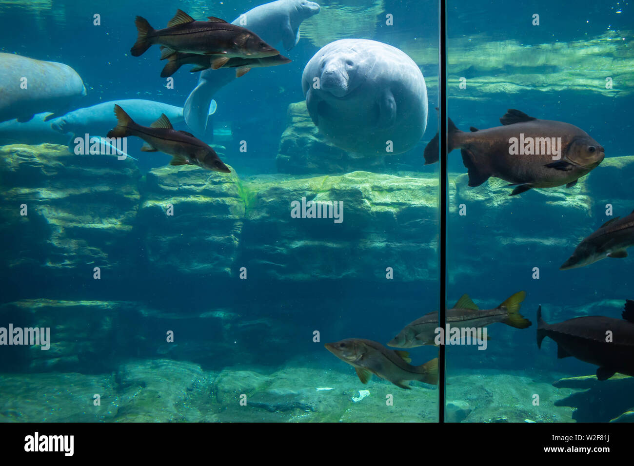 Die Unterwasserwelt Stockfotos und -bilder Kaufen - Alamy
