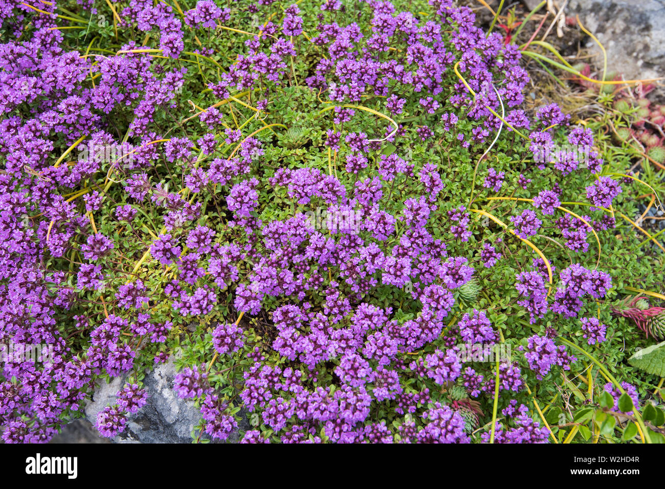 Wild thymian thymus serpyllum -Fotos und -Bildmaterial in hoher ...