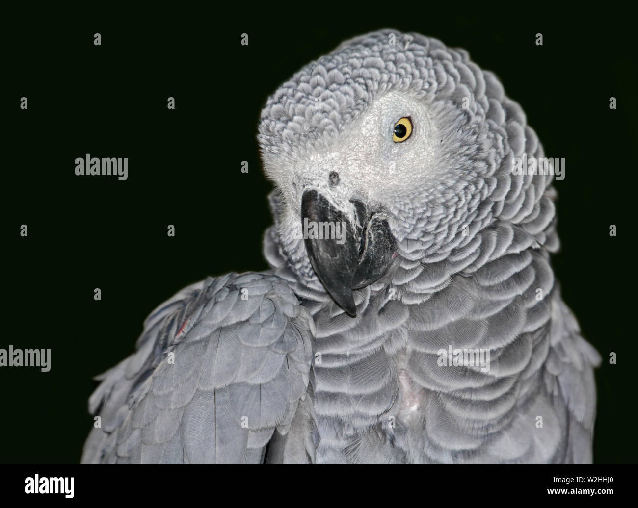 Grauer papagei afrikanisch -Fotos und -Bildmaterial in hoher Auflösung ...