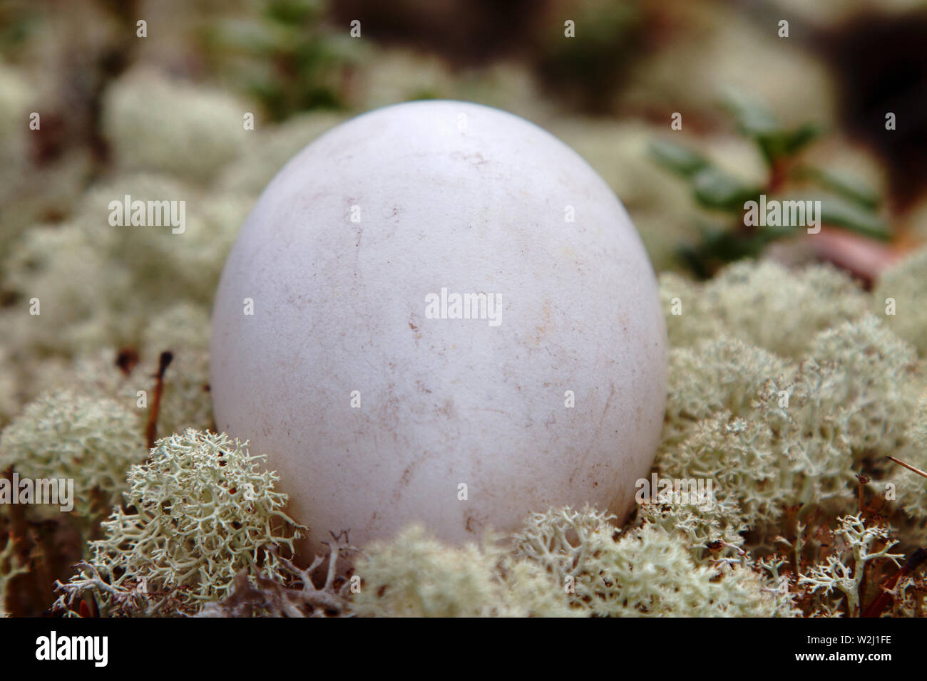 Leitfaden für die vogelnester. Das Ei des Wild Goose (Bean Goose, Anser ...