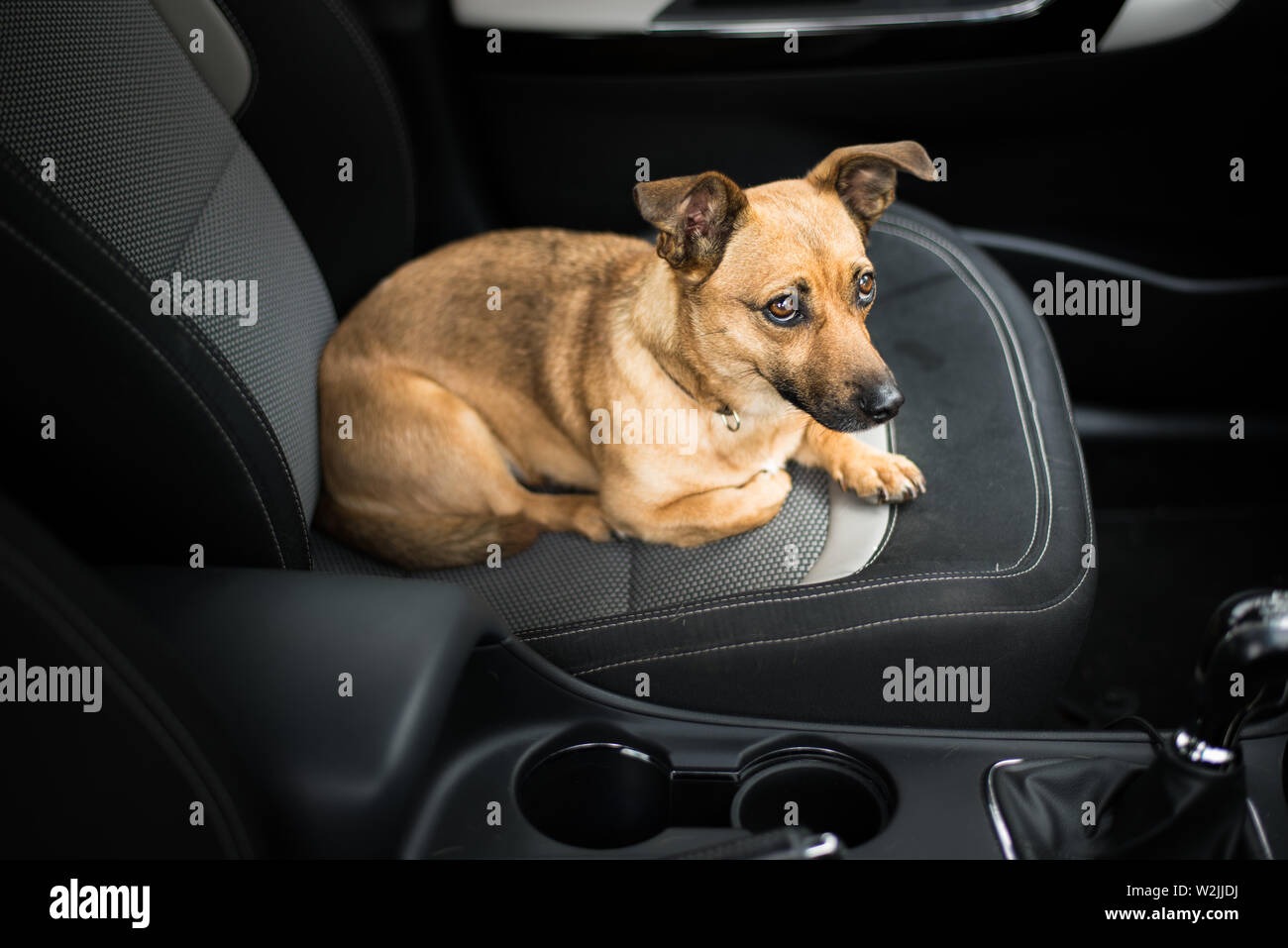 Hund lkw fahren -Fotos und -Bildmaterial in hoher Auflösung – Alamy