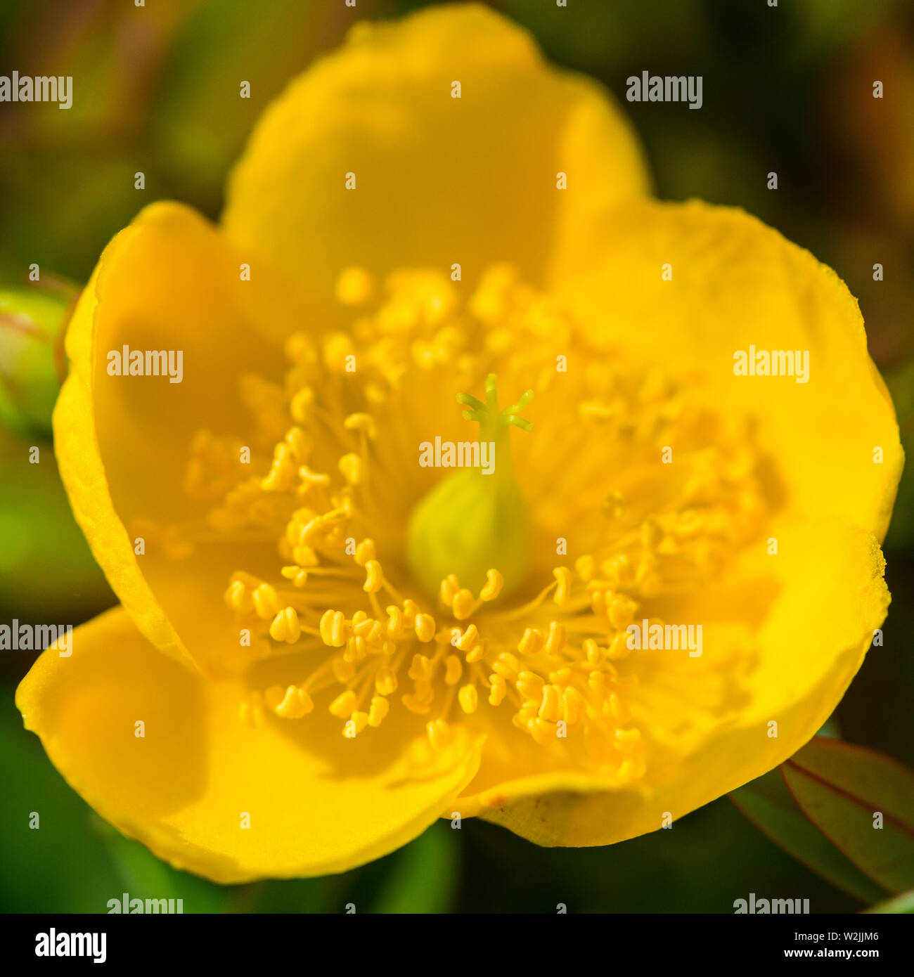 Gelbes hypericum -Fotos und -Bildmaterial in hoher Auflösung – Alamy