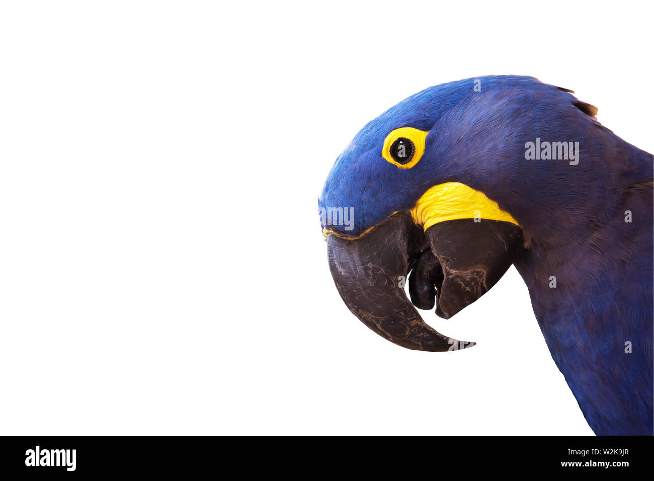 Hyazinth ara -Fotos und -Bildmaterial in hoher Auflösung – Alamy